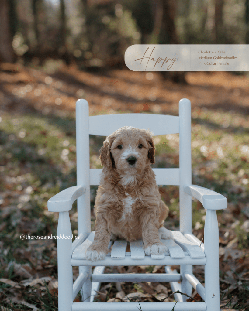 Charlotte x Ollie – Rose & Reid Doodles
